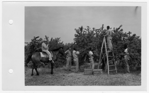 1695-5.tif - Parchman (Mississippi State Penitentiary)...