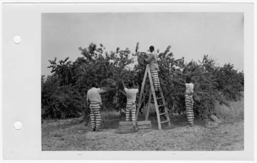 1695-6 - Parchman (Mississippi State Penitentiary) Phot...